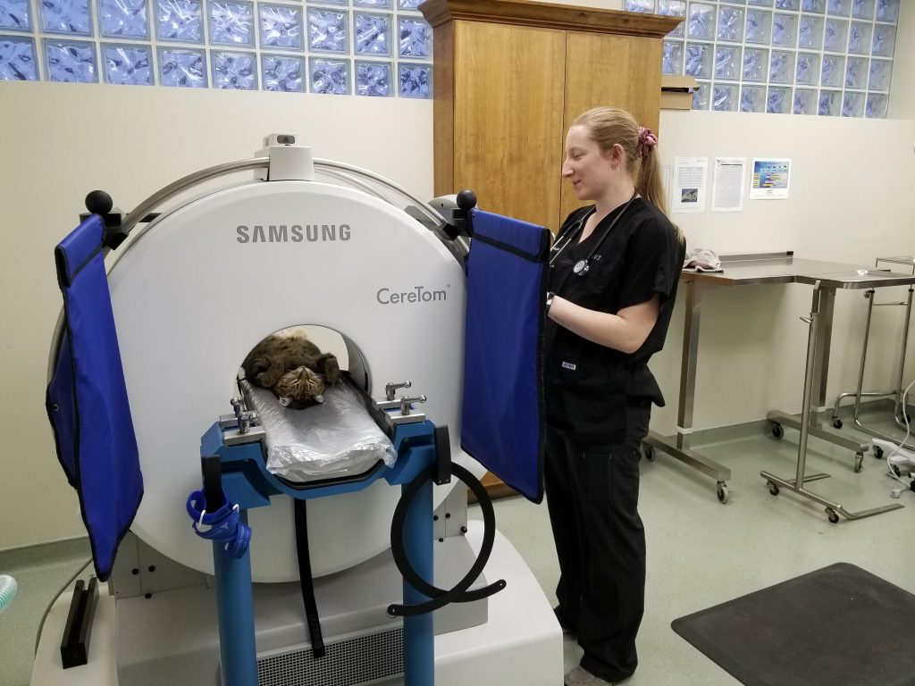 CT Scan (Computerized Tomography) | Crestwood Veterinary Centre
